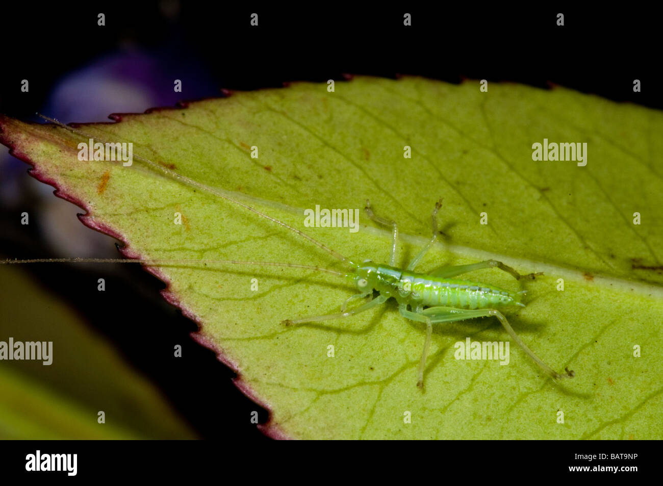 oak bush cricket nymph Stock Photo - Alamy