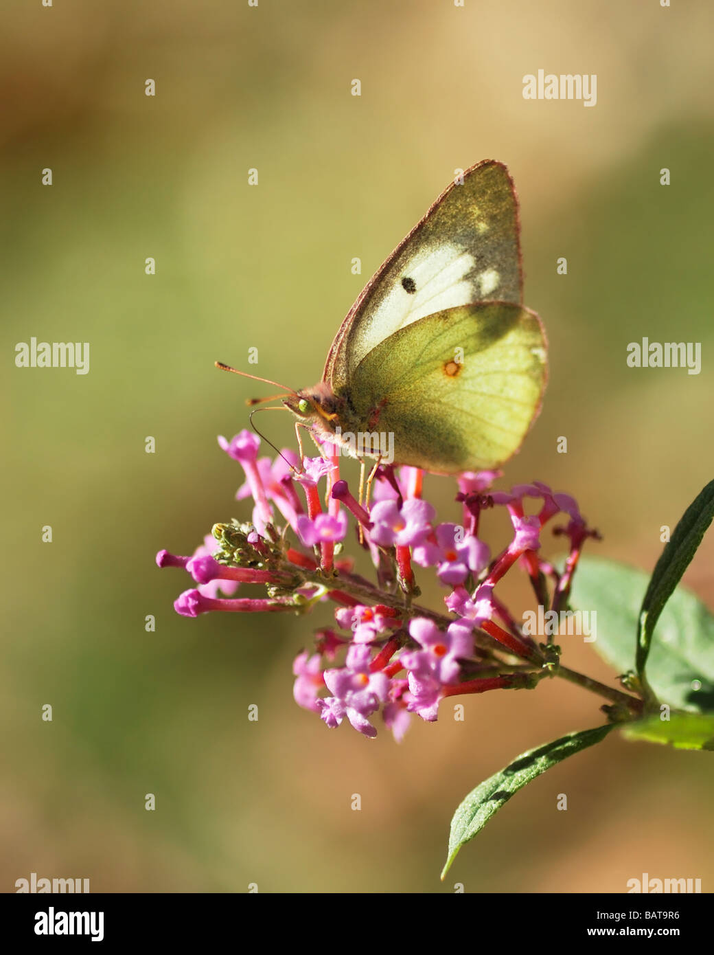 Clouded Sulphur butterfly, Colias philodice, feeding on butterfly bush ...
