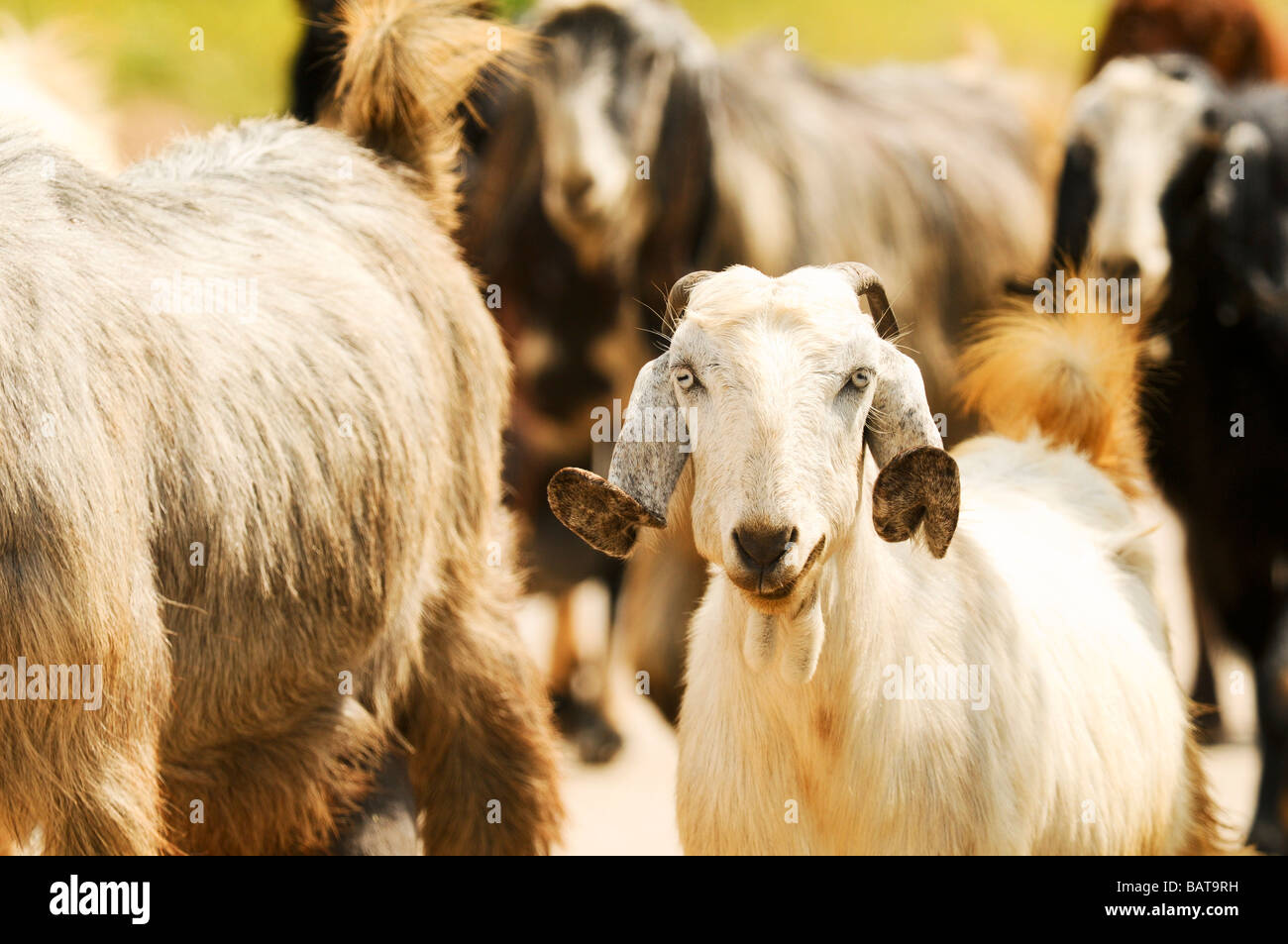 Local goats hi-res stock photography and images - Alamy