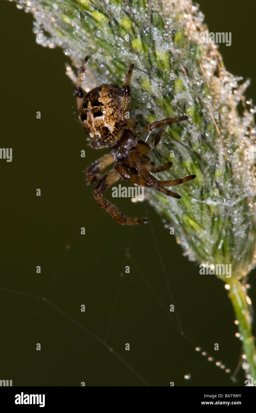 orb weaver spider Stock Photo - Alamy