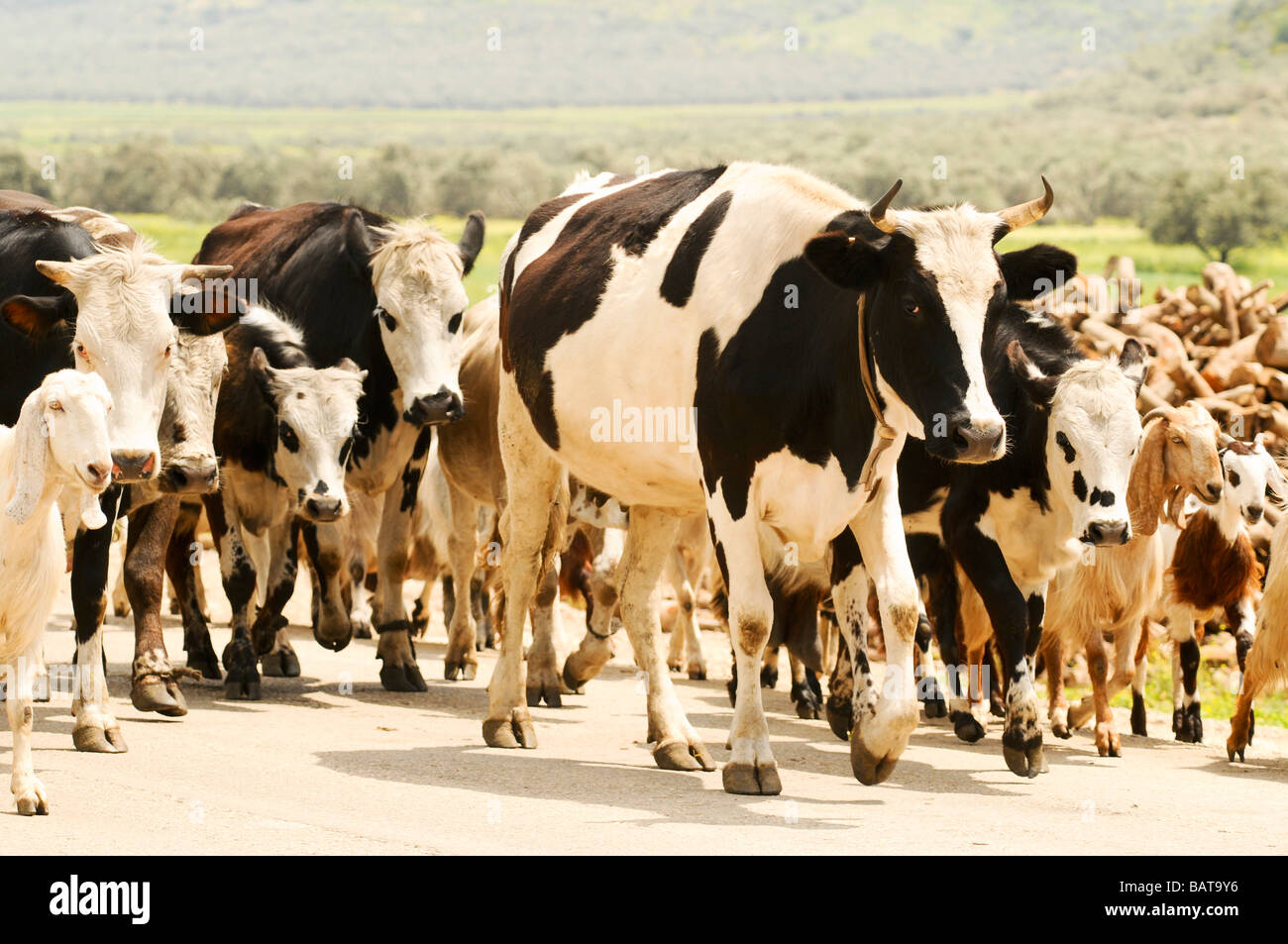 Israel West Bank Samaria Dotan Valley a herd of livestock coming back ...