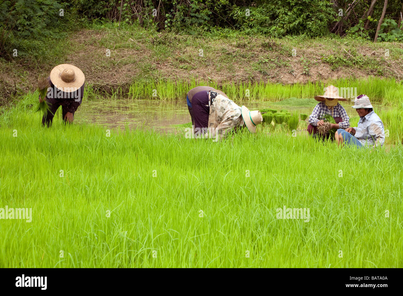 Rice cultivation in Thailand Stock Photo - Alamy