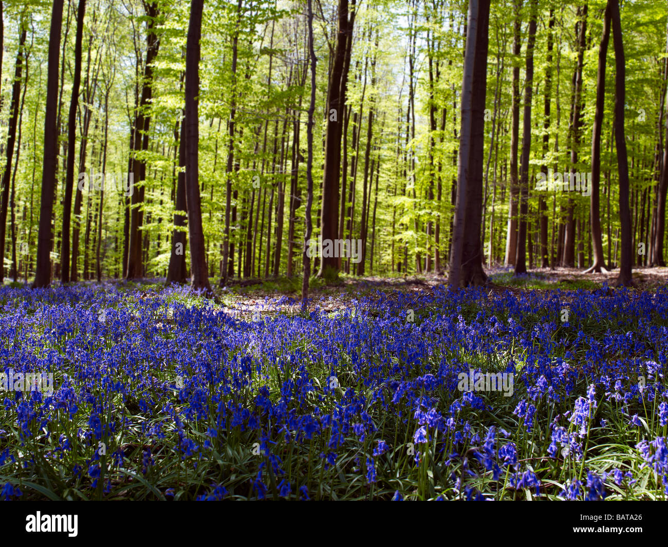 Blue bell flowers in a forest near Hallerbos,Belgium Stock Photo - Alamy