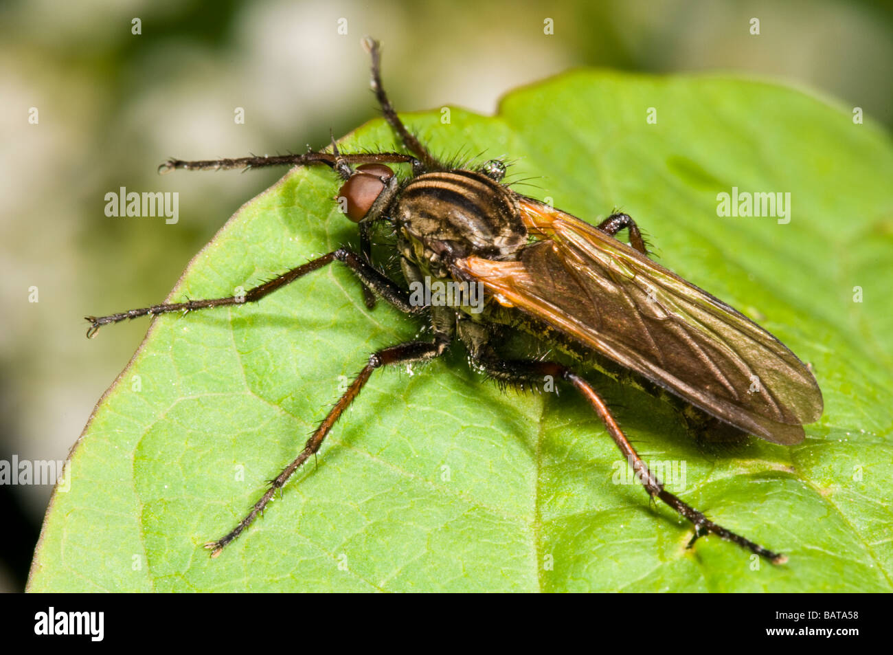 Dance Fly High Resolution Stock Photography and Images - Alamy