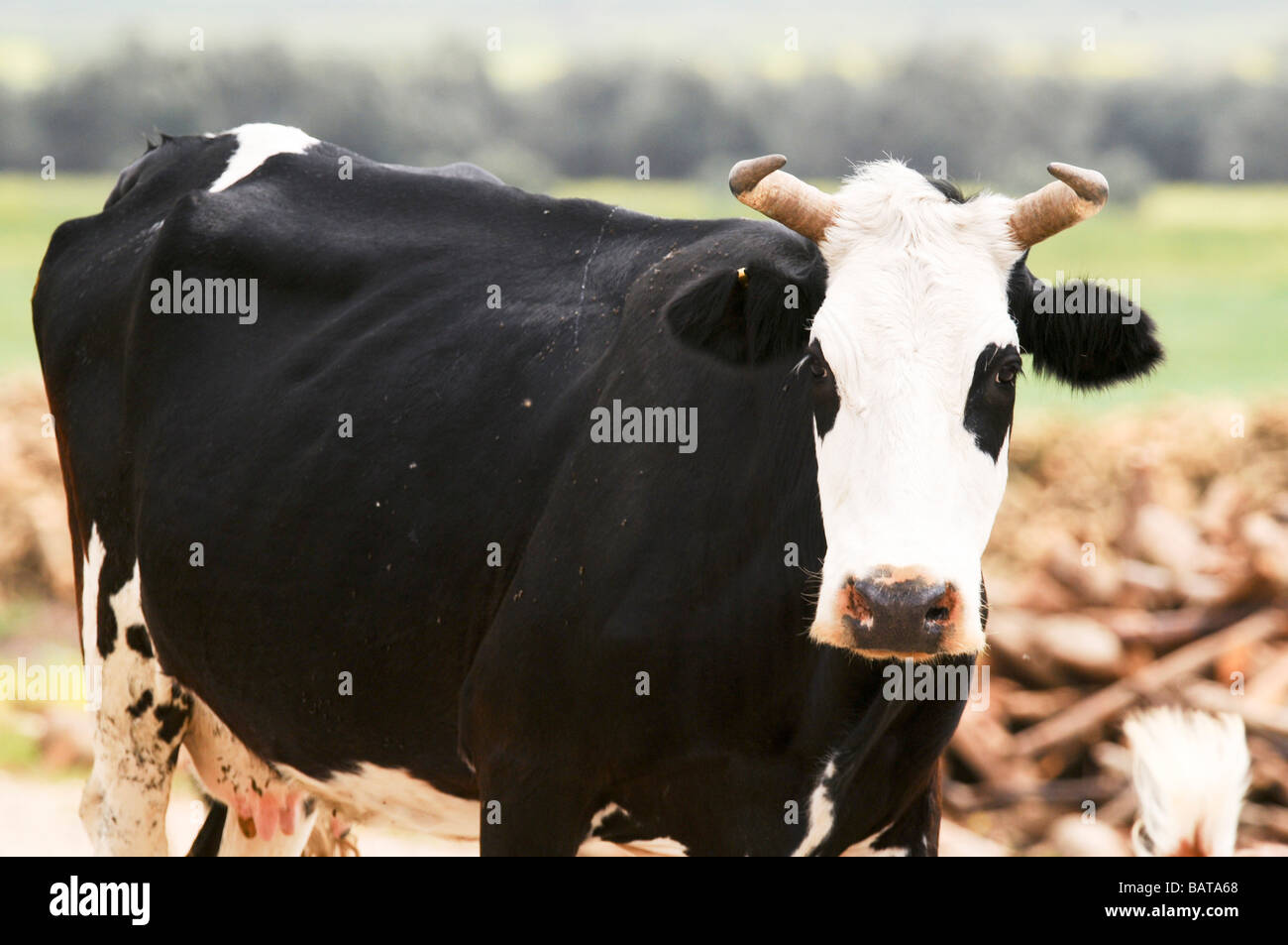 Israeli cattle hi-res stock photography and images - Alamy