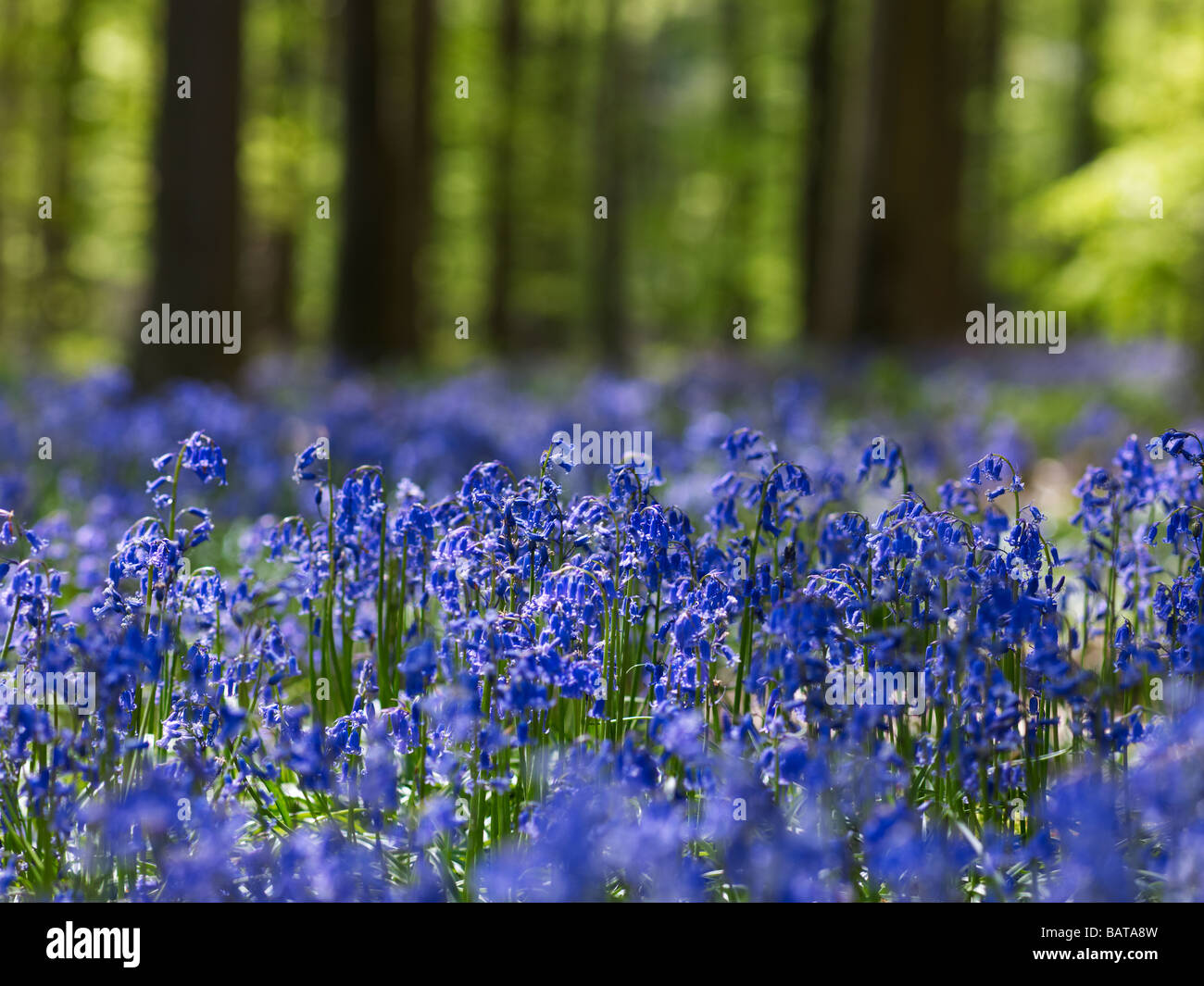Blue bell flowers hi-res stock photography and images - Alamy