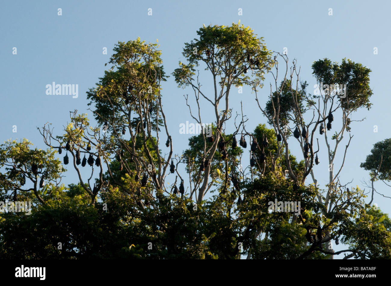 Flying foxes australia hi-res stock photography and images - Alamy