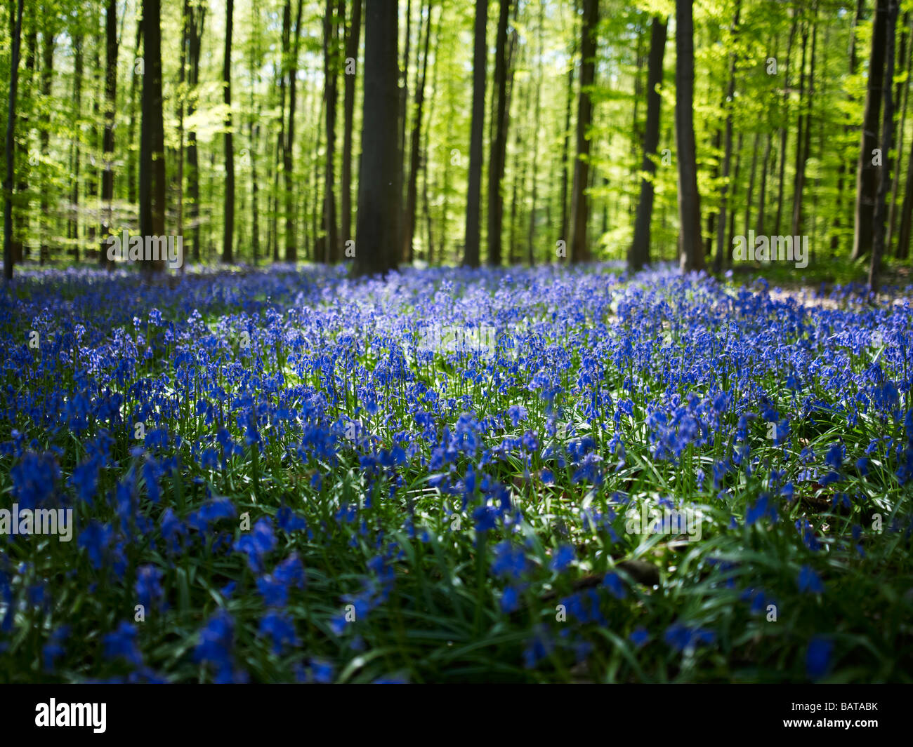 Blue bell flowers in a forest near Hallerbos,Belgium Stock Photo - Alamy