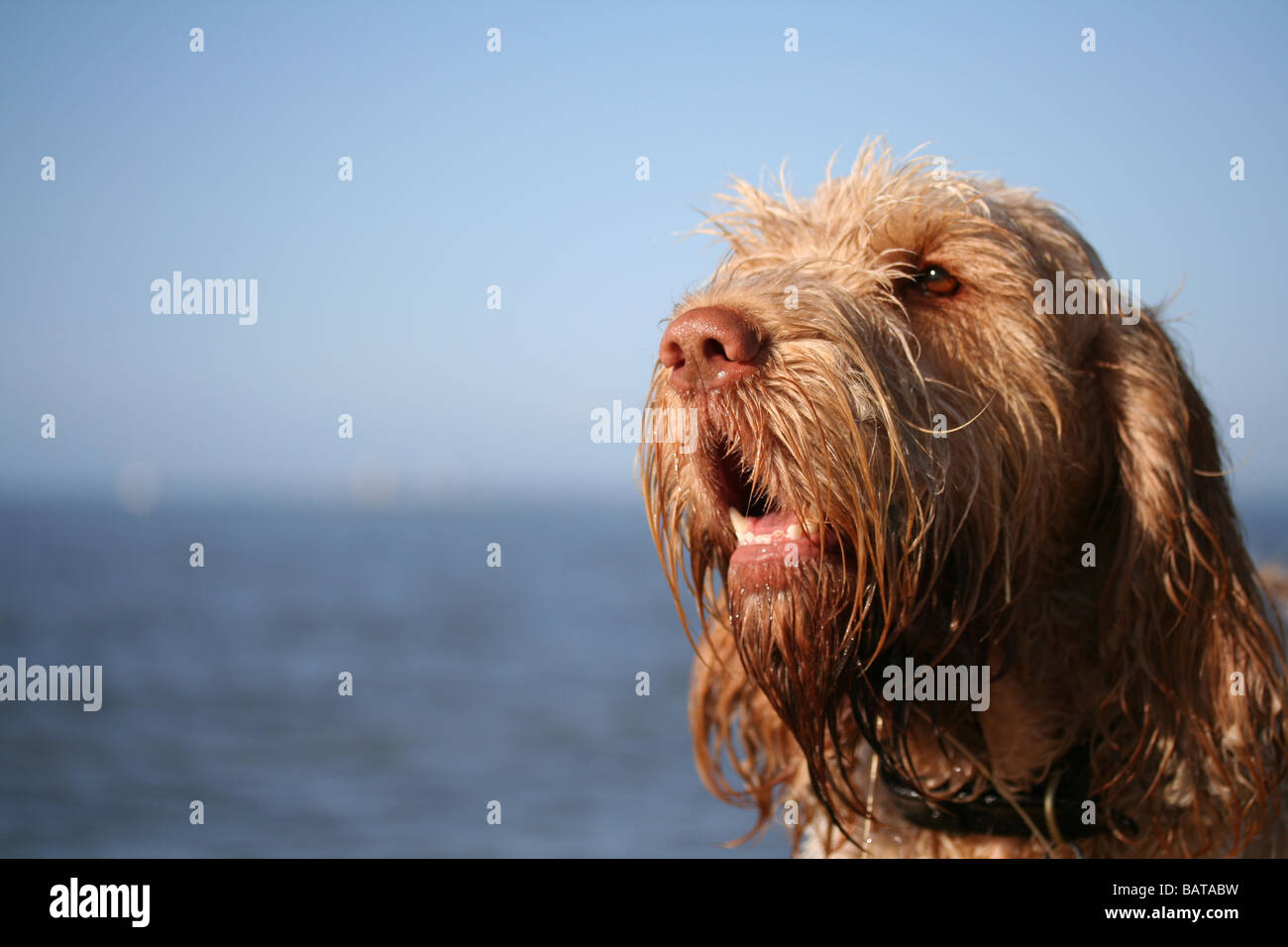 Spinone Italian gun dog, Maud Stock Photo - Alamy