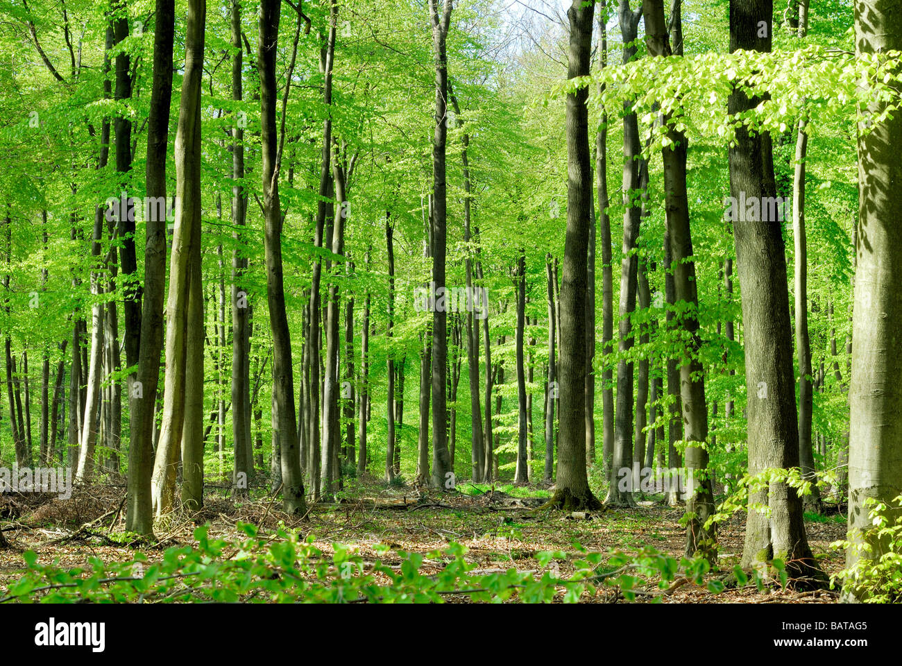 Woodland trees in spring Stock Photo - Alamy
