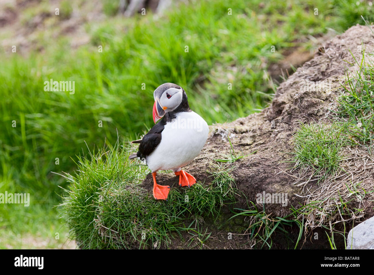 Atlantic Puffin on a cliff Stock Photo - Alamy