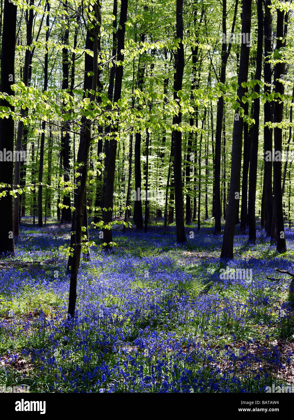 Blue bell flowers hi-res stock photography and images - Alamy