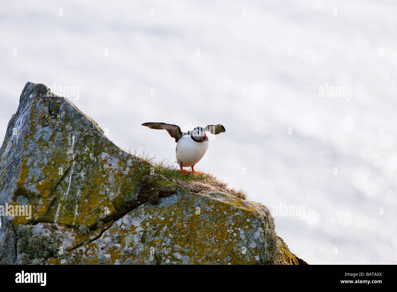Atlantic Puffin on a cliff Stock Photo - Alamy