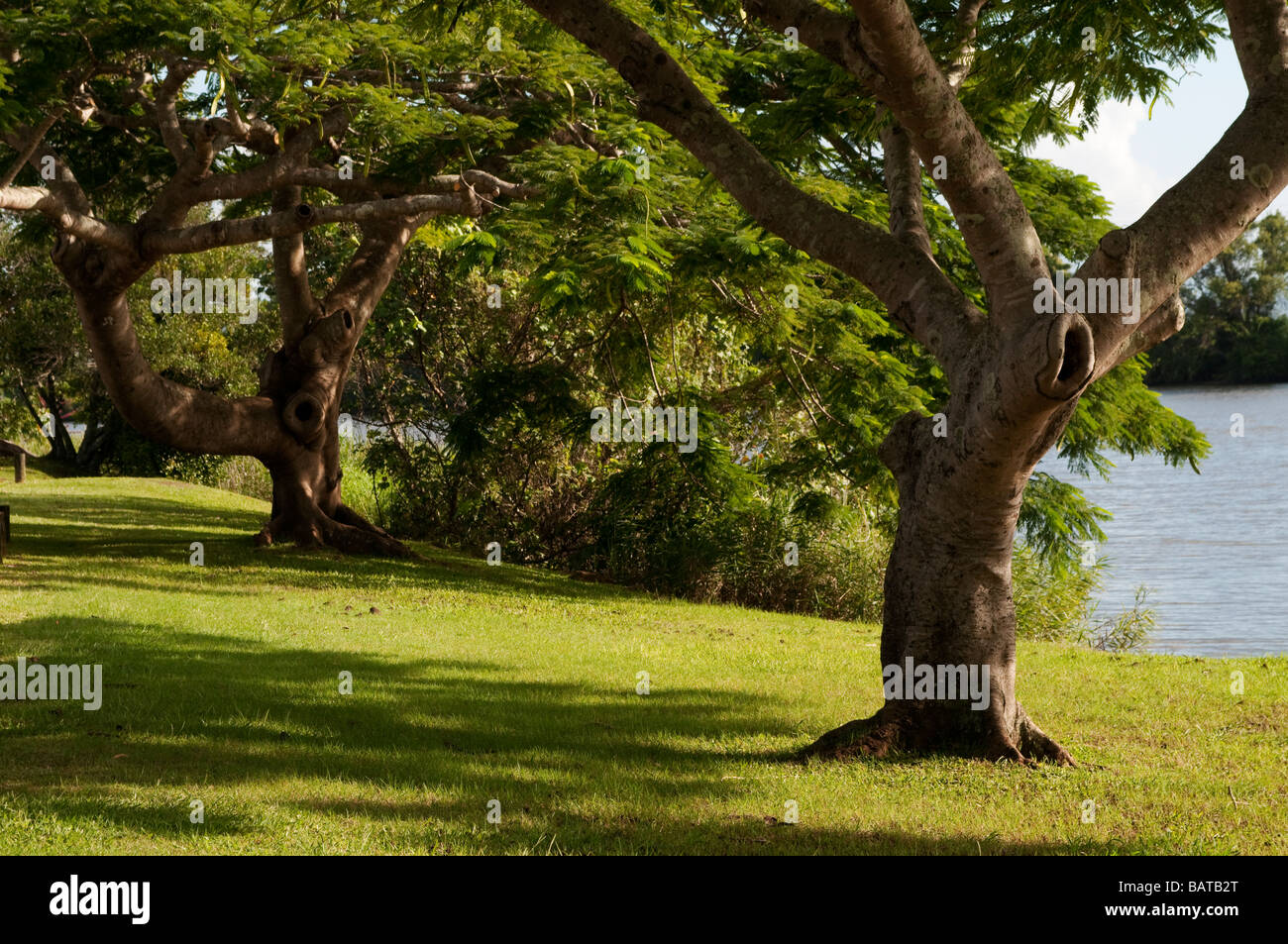 Trees on the river bank in Tweed Valley NSW Australia Stock Photo - Alamy