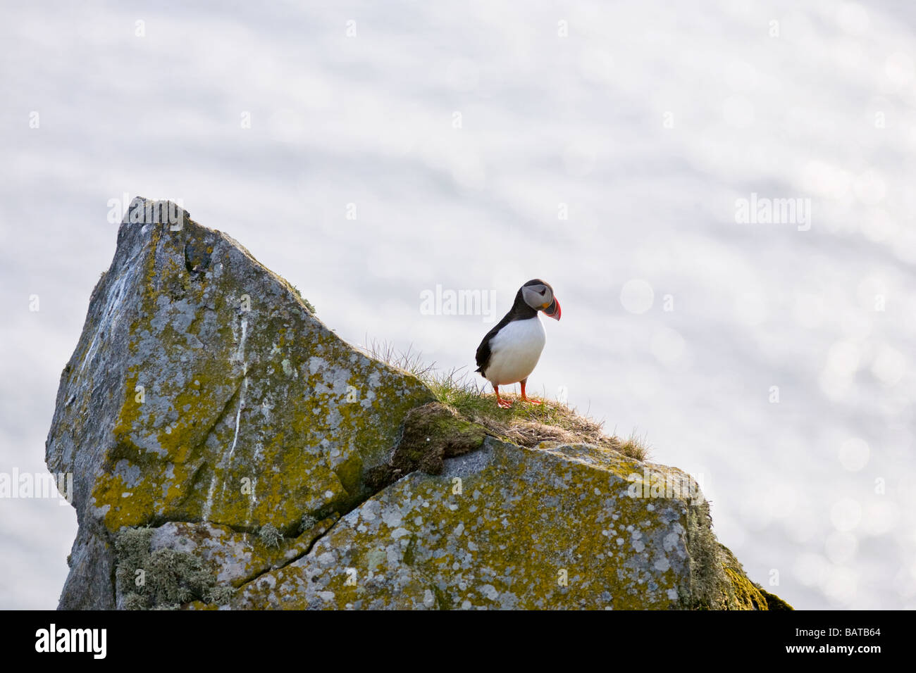 Atlantic Puffin on a cliff Stock Photo - Alamy