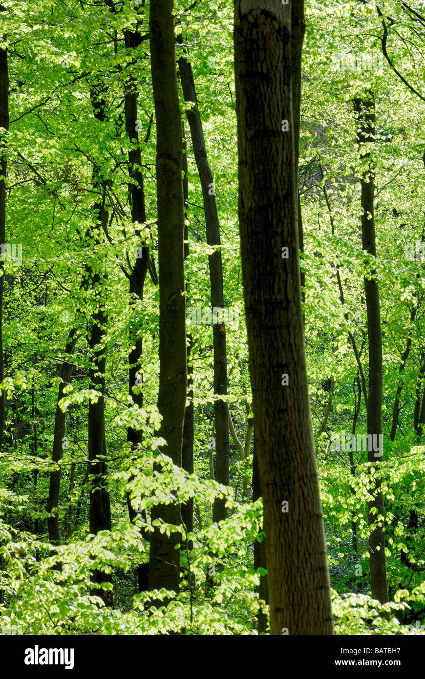 Spring in the hills hi-res stock photography and images - Alamy