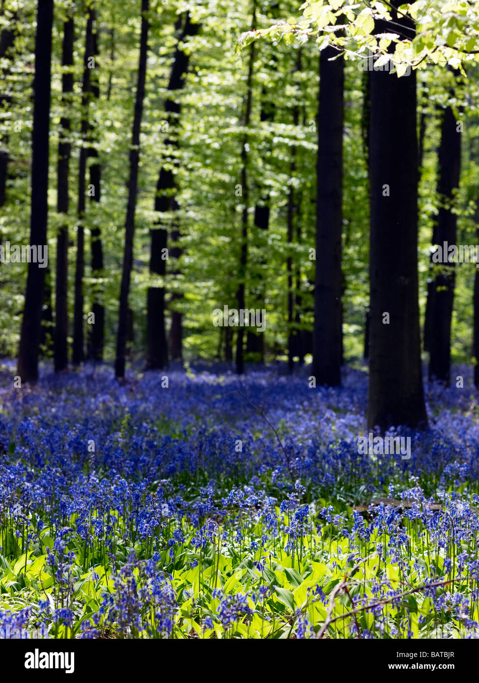 Blue bell flowers in a forest near Hallerbos,Belgium Stock Photo - Alamy