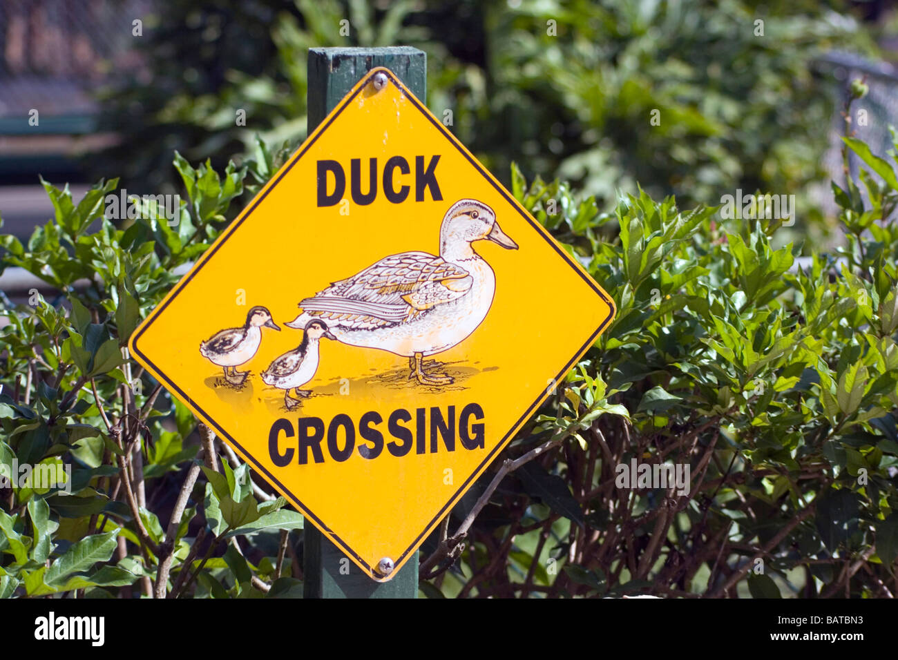 Duck Crossing Sign Stock Photos & Duck Crossing Sign Stock Images - Alamy