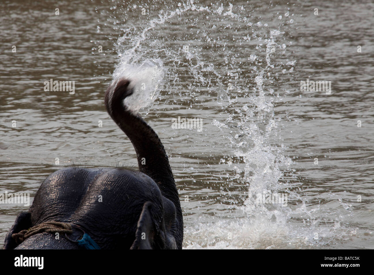 Elephant asia water spraying hi-res stock photography and images - Alamy