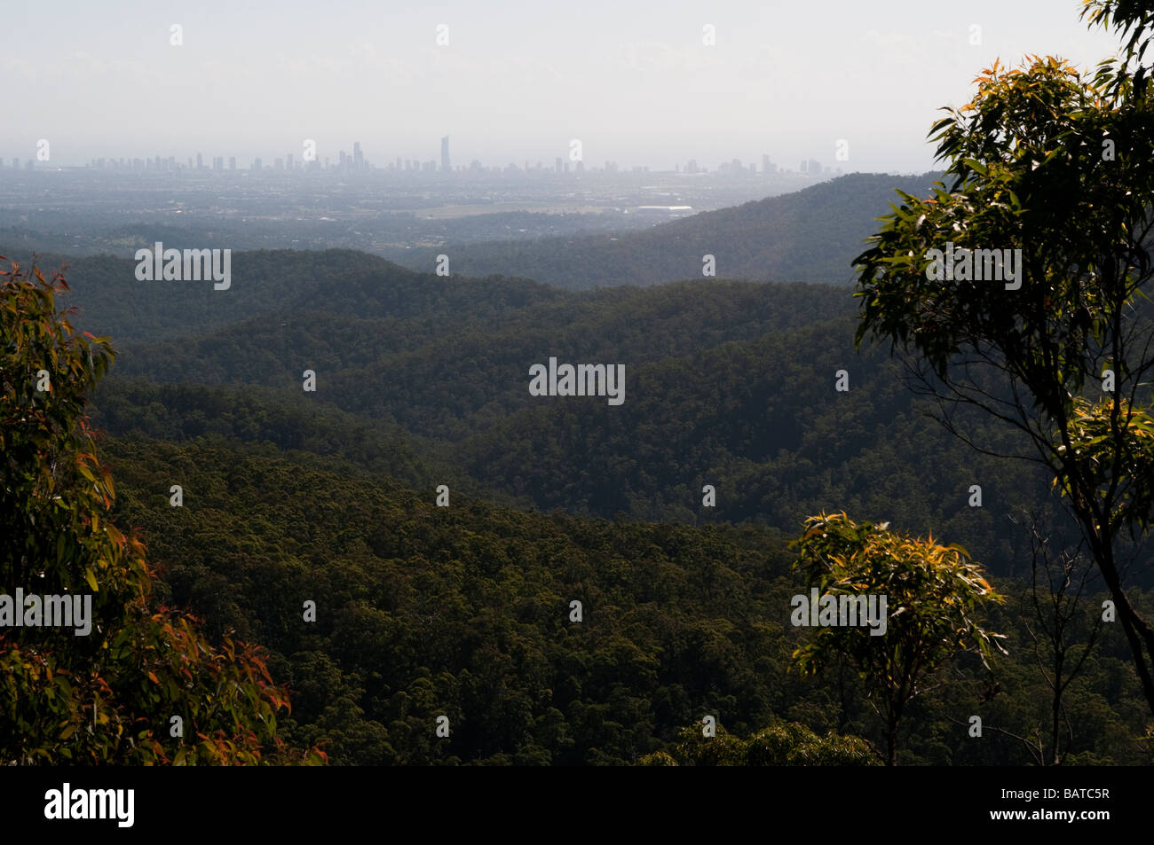 Australia springbrook national park hi-res stock photography and images ...