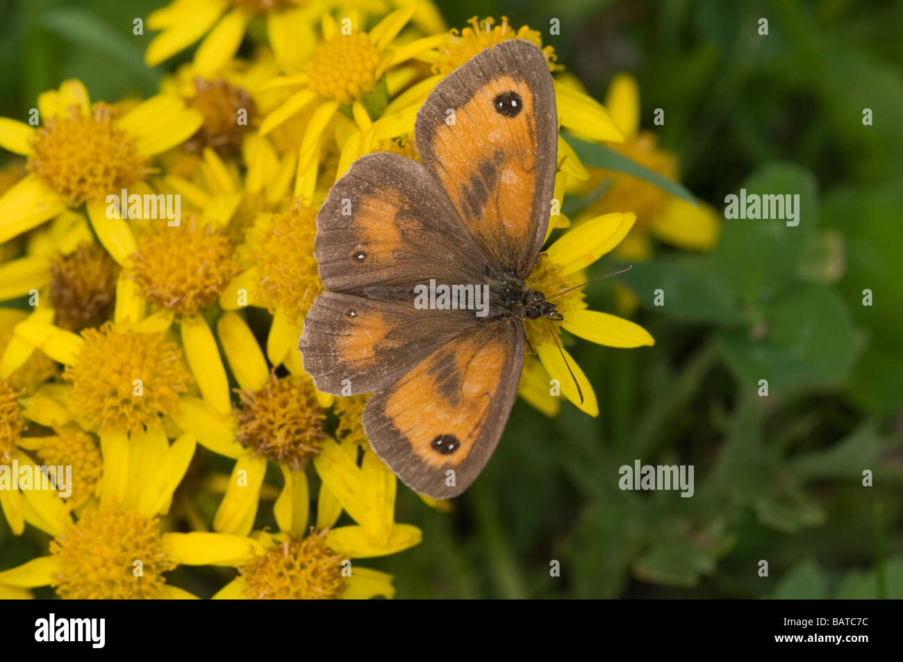 Gatekeeper butterfly uk hi-res stock photography and images - Alamy