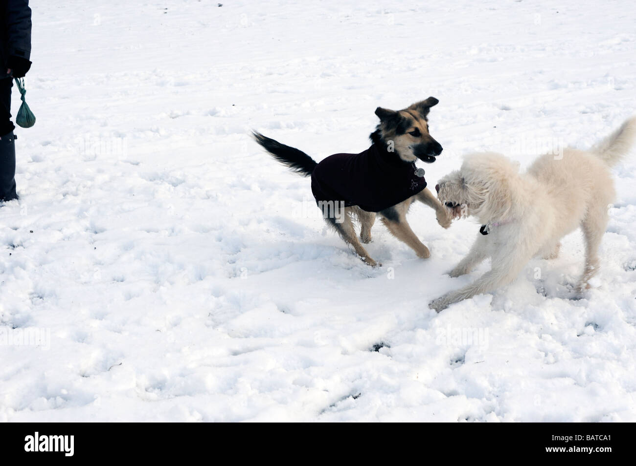 Two dogs playing in the snow in a London park Stock Photo - Alamy