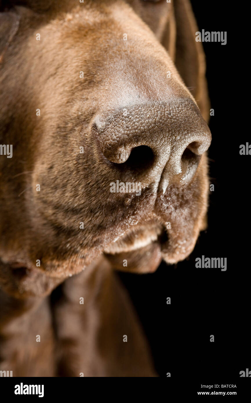 Black german shorthaired pointer hi-res stock photography and images ...