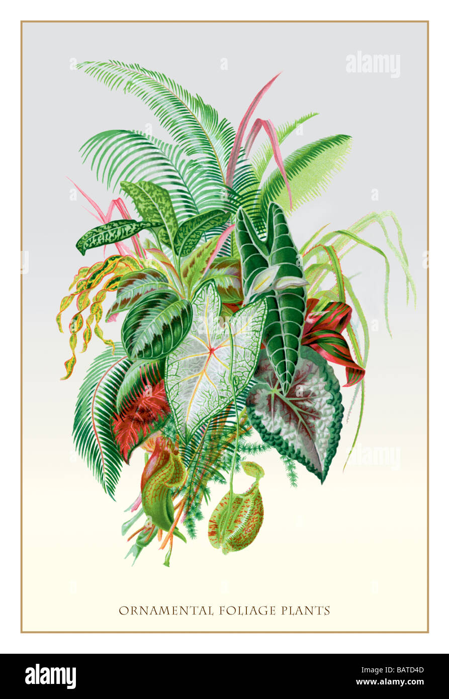 Ornamental Foliage Plants Stock Photo - Alamy