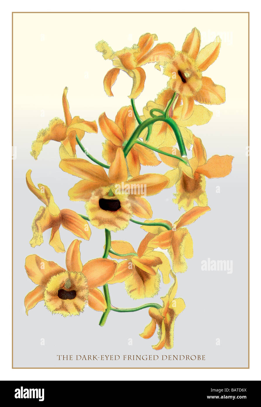 Dendrobe hi-res stock photography and images - Alamy