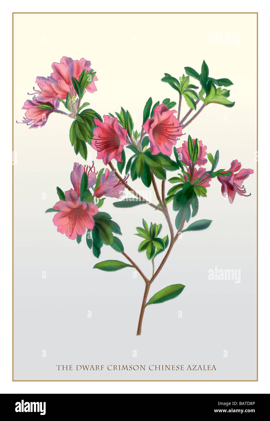 Chinese azalea hi-res stock photography and images - Alamy
