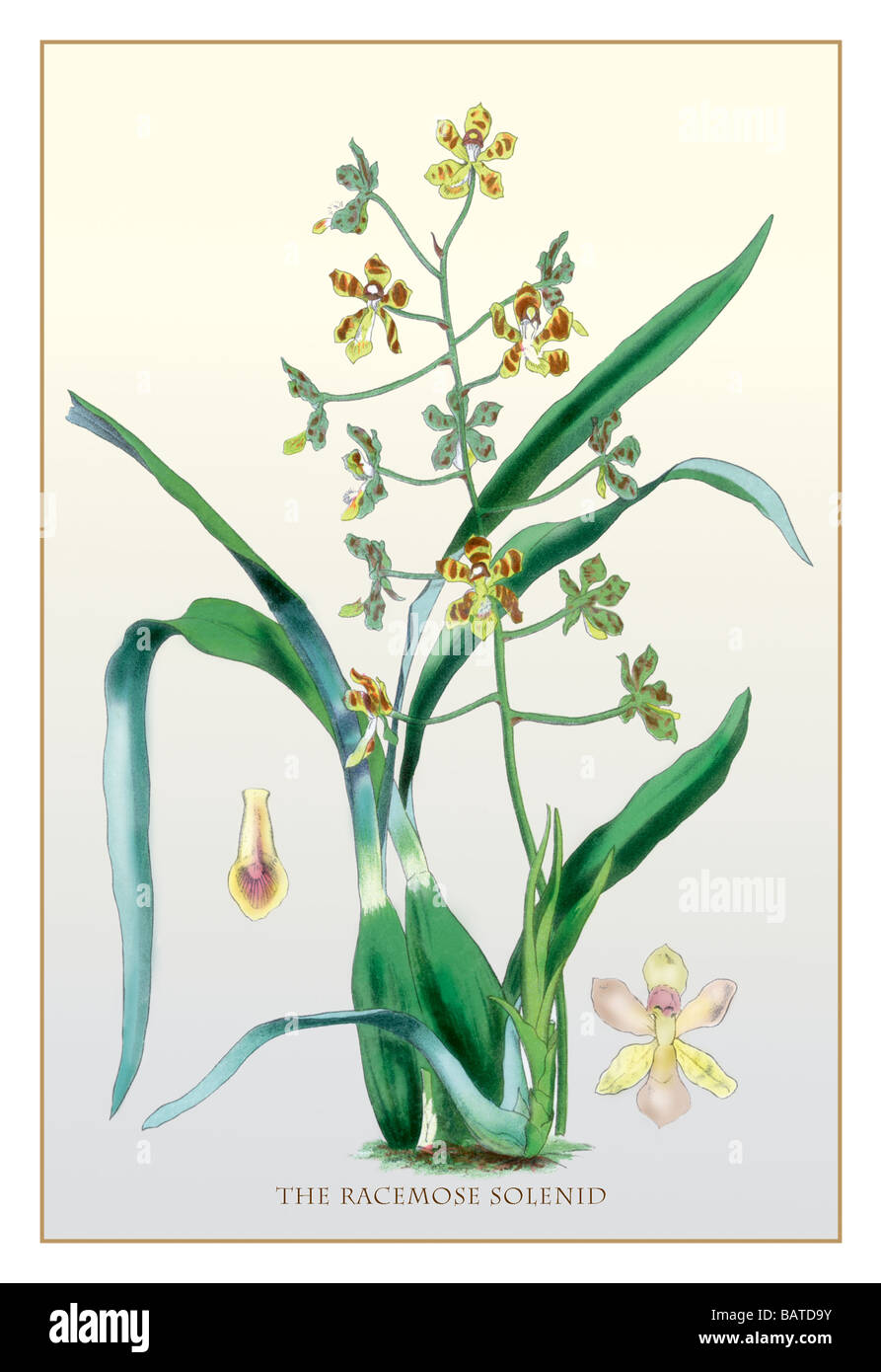 The Racemose Solenid Stock Photo - Alamy