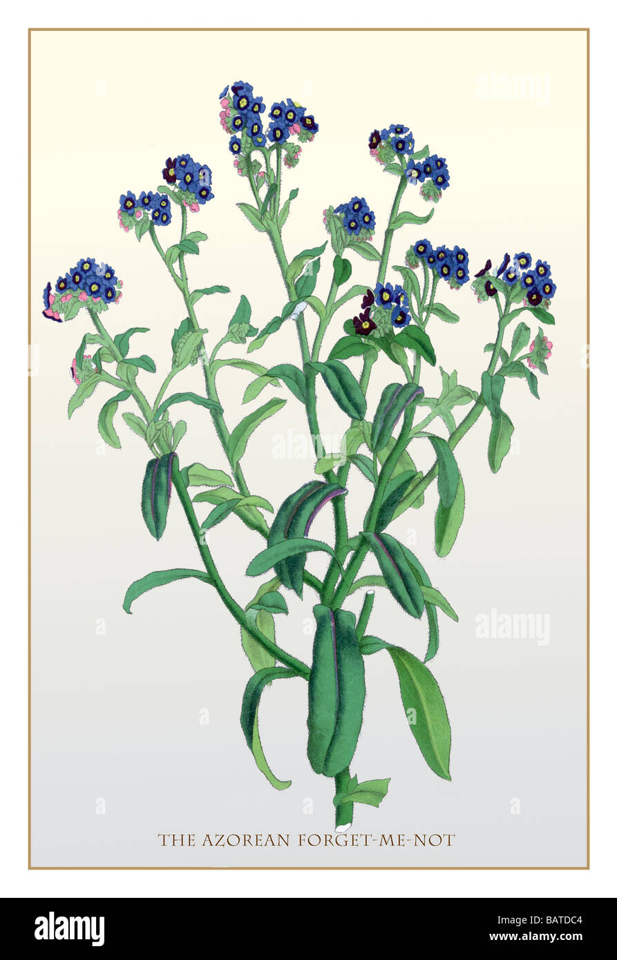 The Azorean Forget-Me-Not Stock Photo - Alamy