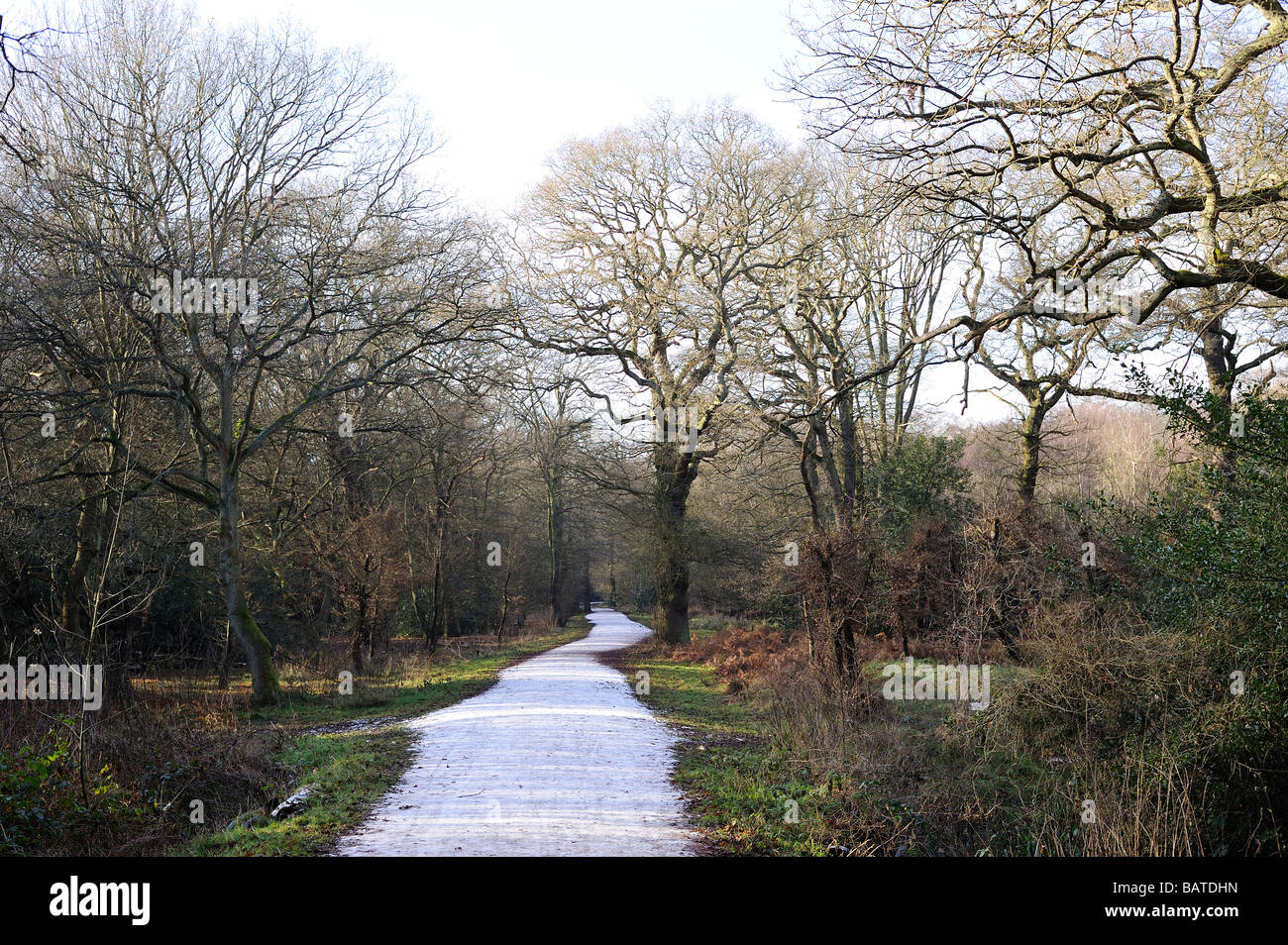 Epping forest hi-res stock photography and images - Alamy