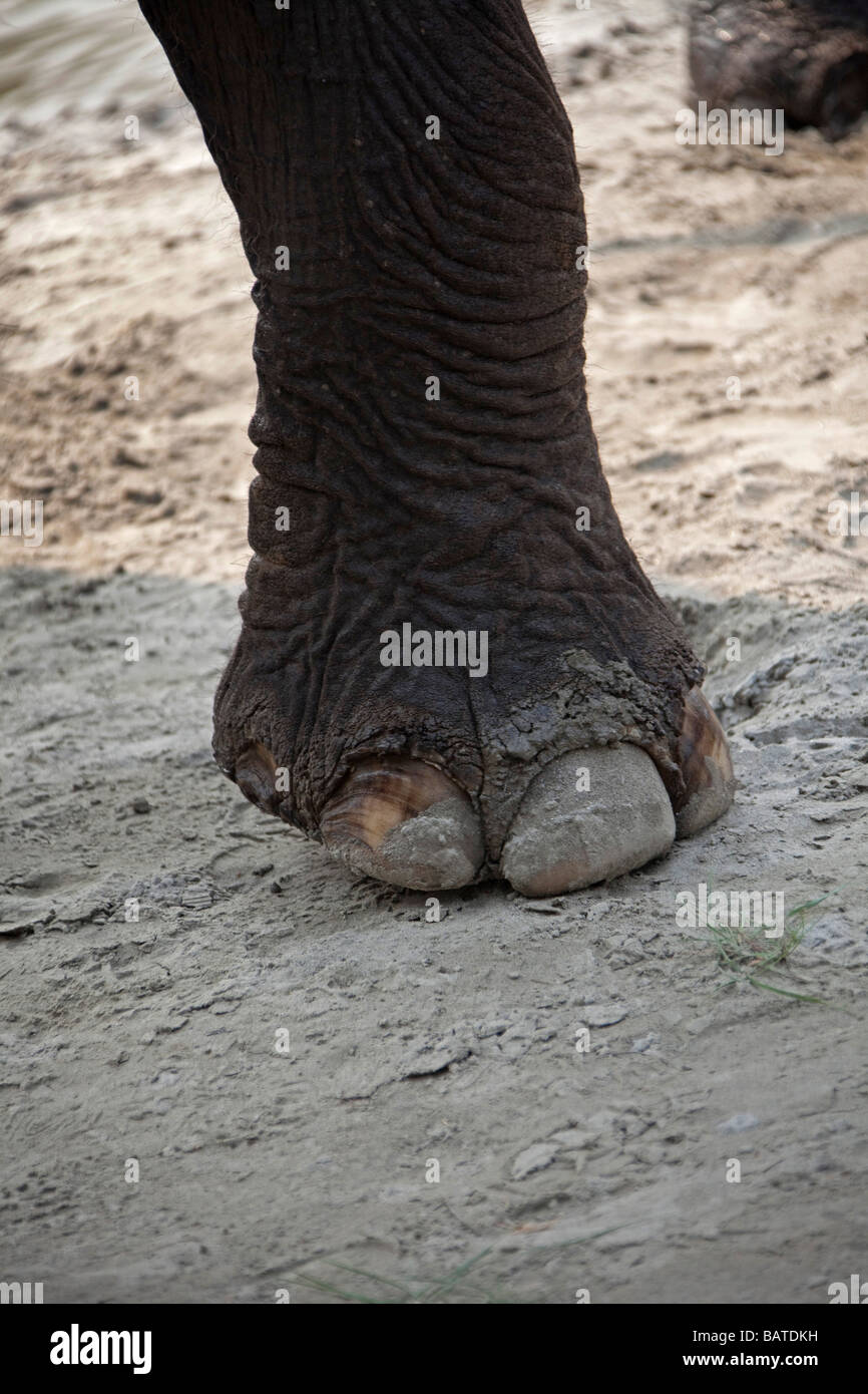 Asian Elephant, Elephas maximus foot closeup details. Chitwan nature ...