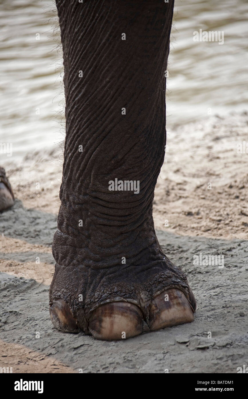 Asian Elephant, Elephas maximus foot closeup details. Chitwan nature ...