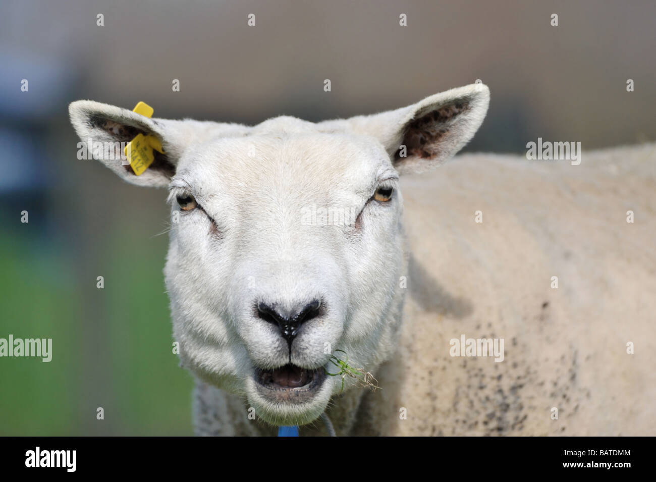 Portrait of a Sheep Stock Photo - Alamy