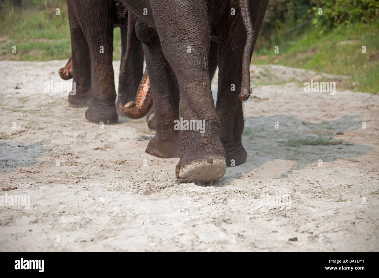 Asian Elephant, Elephas maximus close up legs in sand dust.Chitwan ...