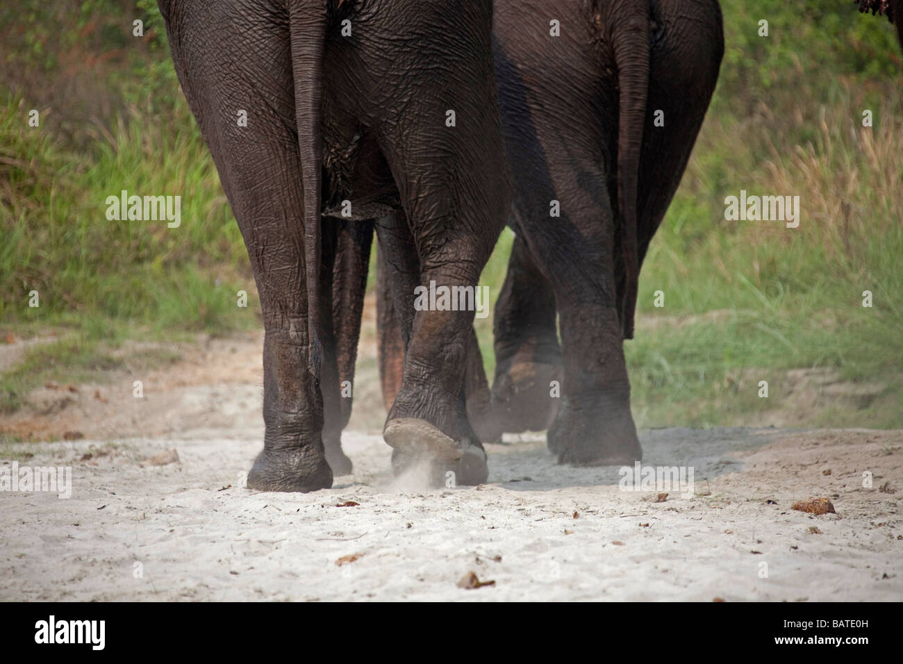 Asian Elephant, Elephas maximus close up legs in sand dust.Chitwan ...