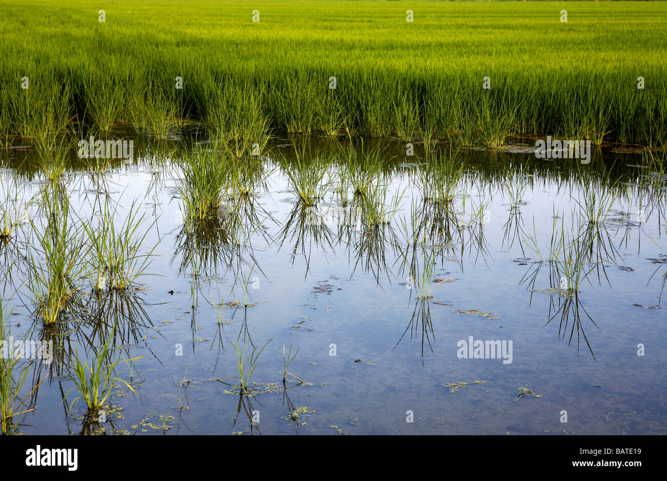 rice-field piemonte italy Stock Photo - Alamy