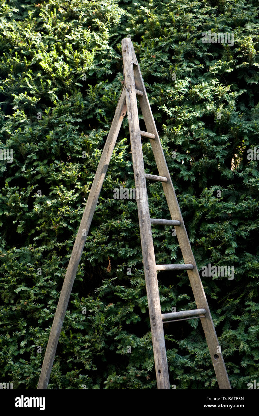 wooden rung ladder in the garden Stock Photo - Alamy