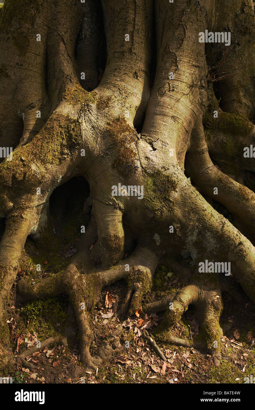 Trunk treetrunk hi-res stock photography and images - Alamy