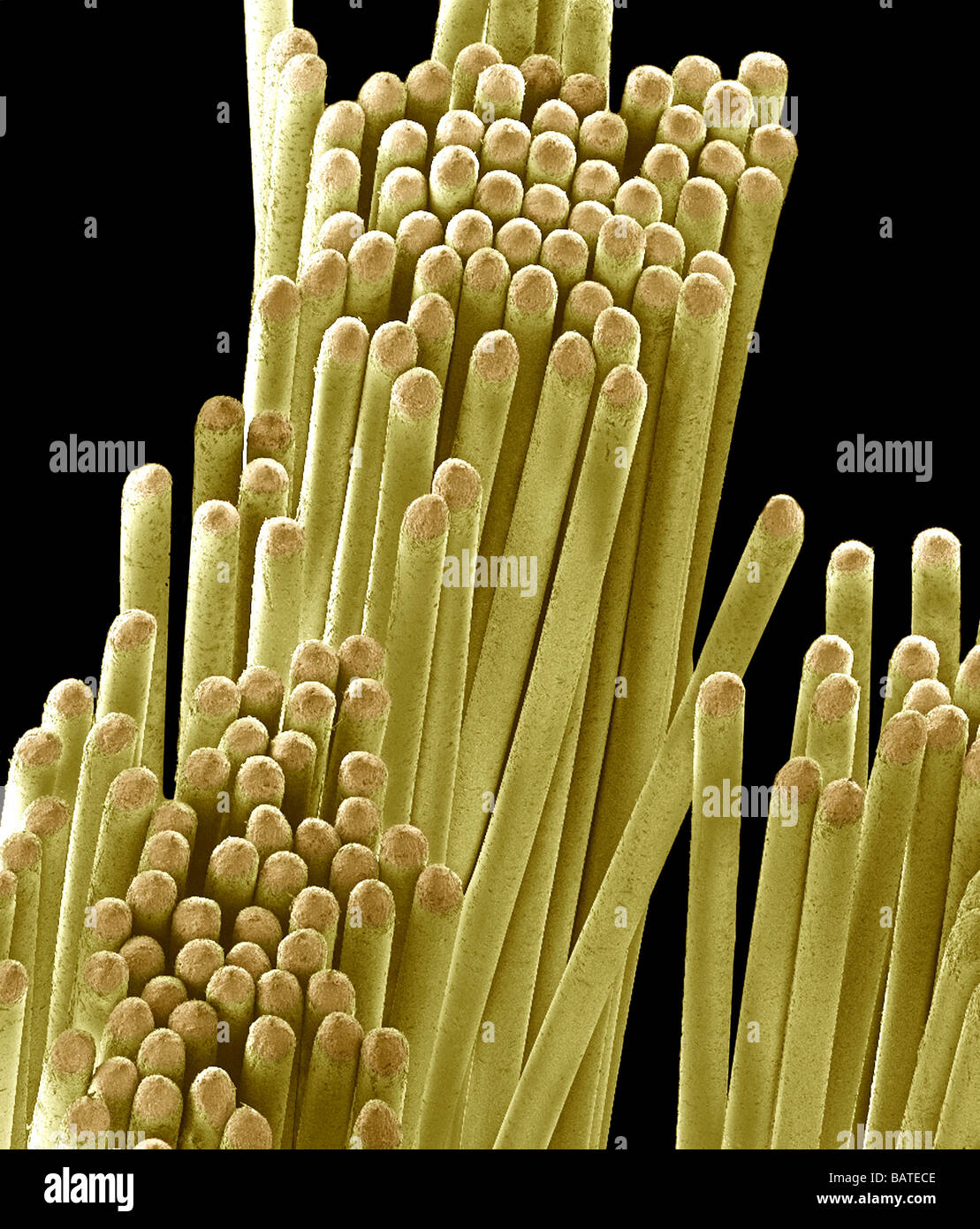 Toothbrush bristles, coloured scanning electronmicrograph (SEM). These ...