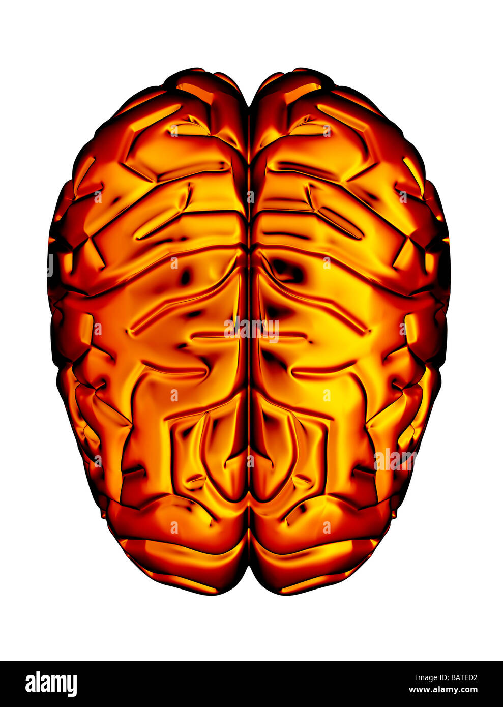 Human brain, computer artwork. The front of the brain is at bottom ...