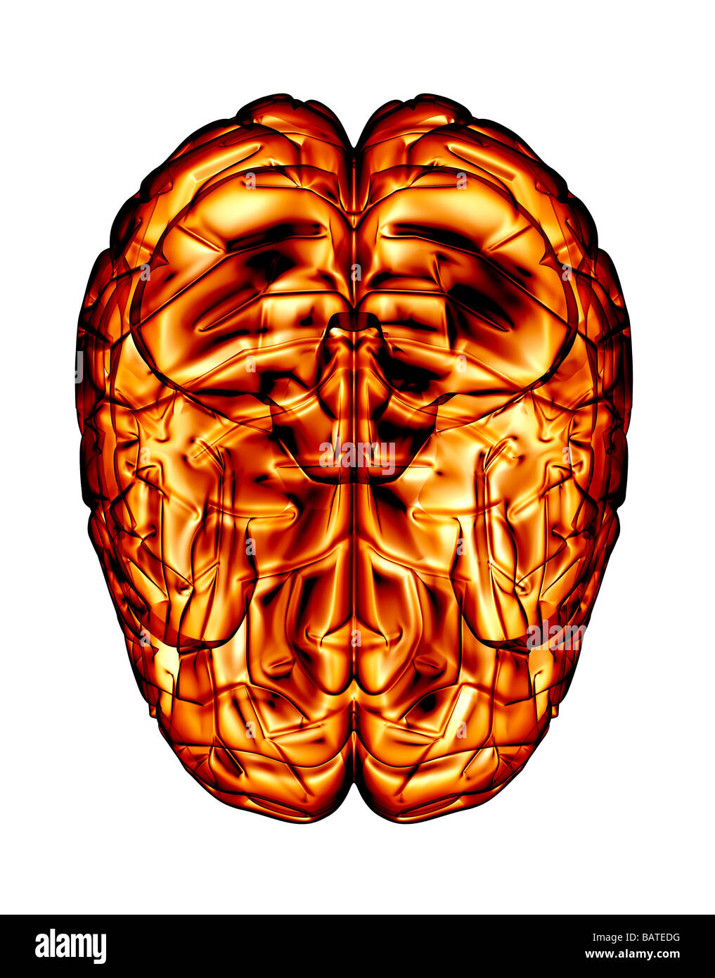 Human brain, computer artwork. The front of the brain is at bottom ...