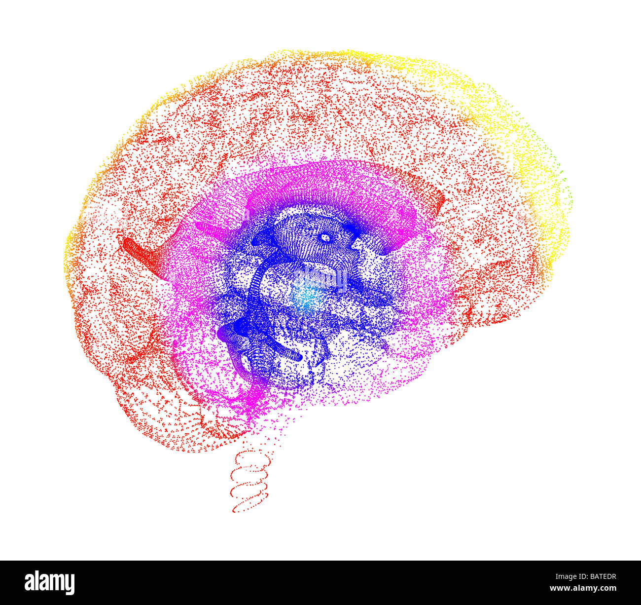 Human brain, conceptual computer artwork. The front of the brain is at ...