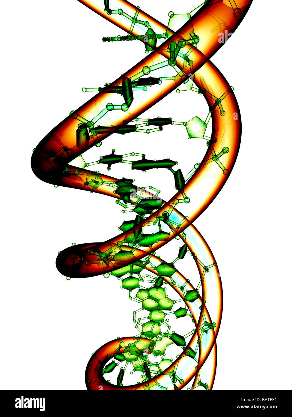 DNA molecule, conceptual computer artwork Stock Photo - Alamy