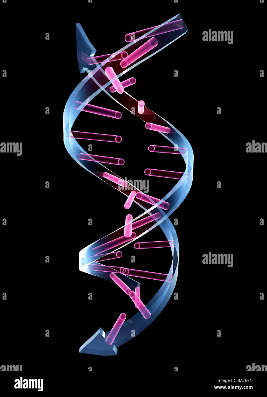 Unzipped DNA molecule, conceptual computer artwork Stock Photo - Alamy