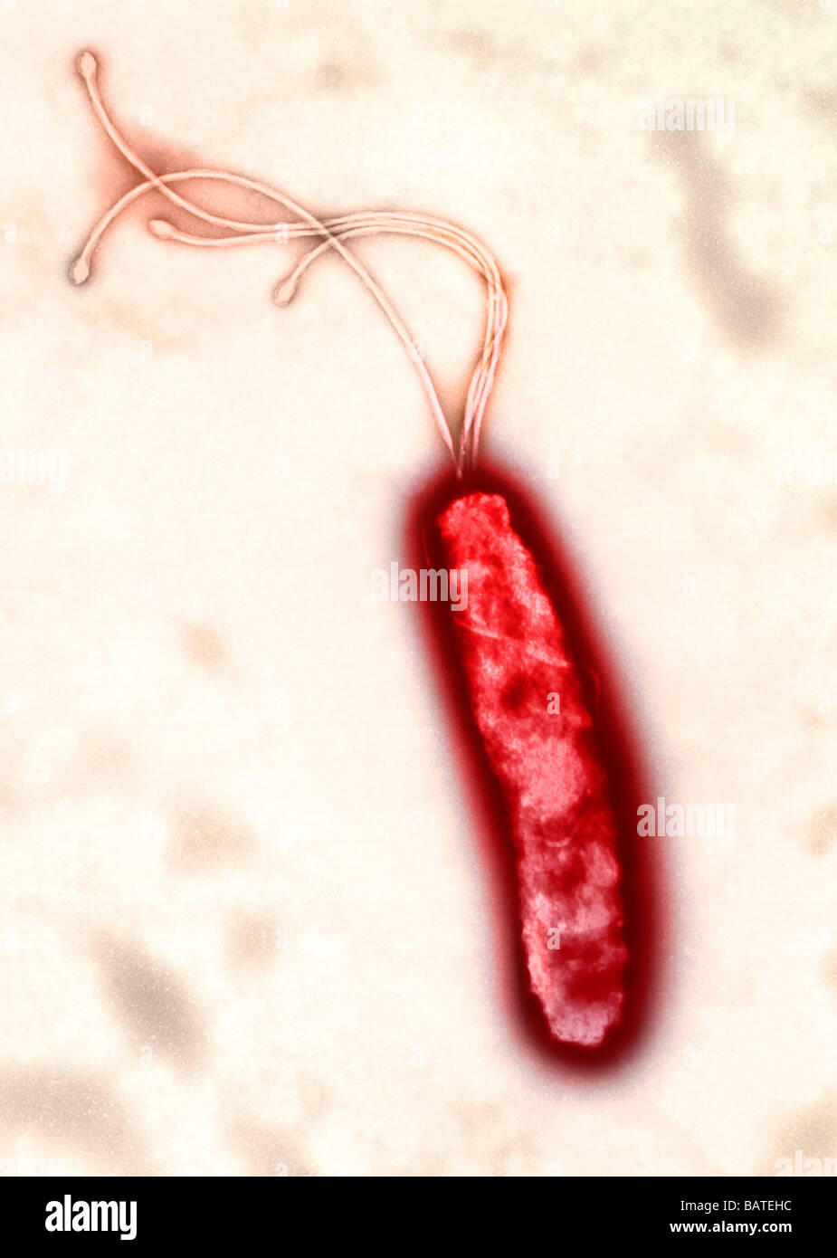 Helicobacter pylori spiral shaped flagellated hi-res stock photography ...