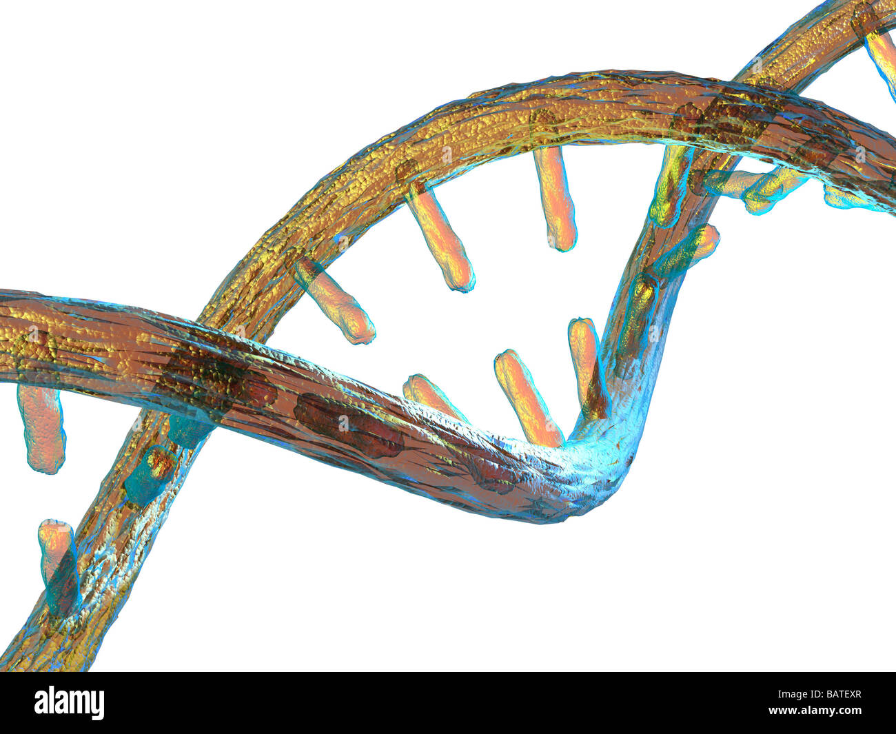 Unzipped DNA molecule, conceptual computer artwork Stock Photo - Alamy
