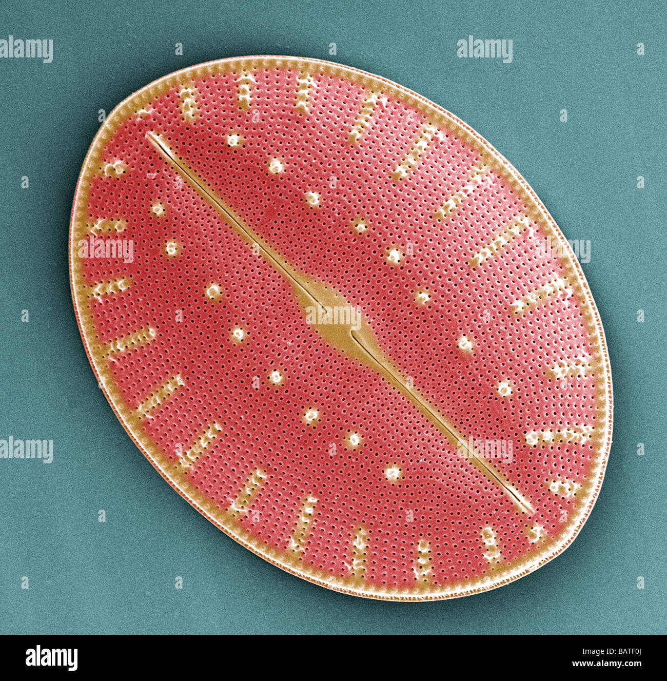 Diatom unicellular frustule hi-res stock photography and images - Alamy